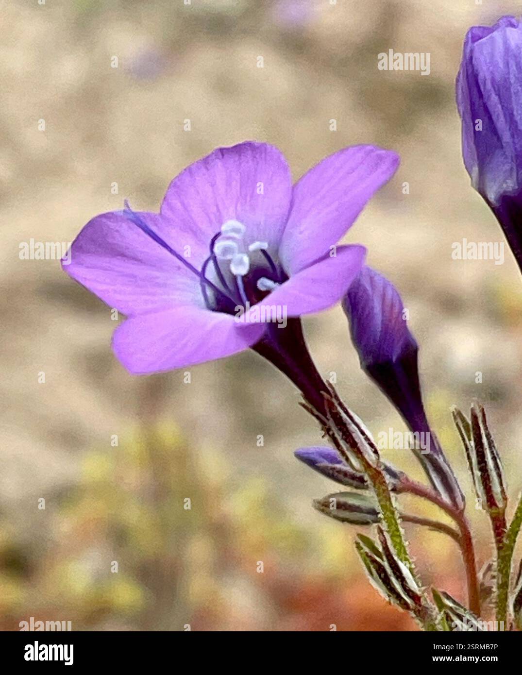 greater yellowthroat gilia (Gilia tenuiflora arenaria), Plantae ...