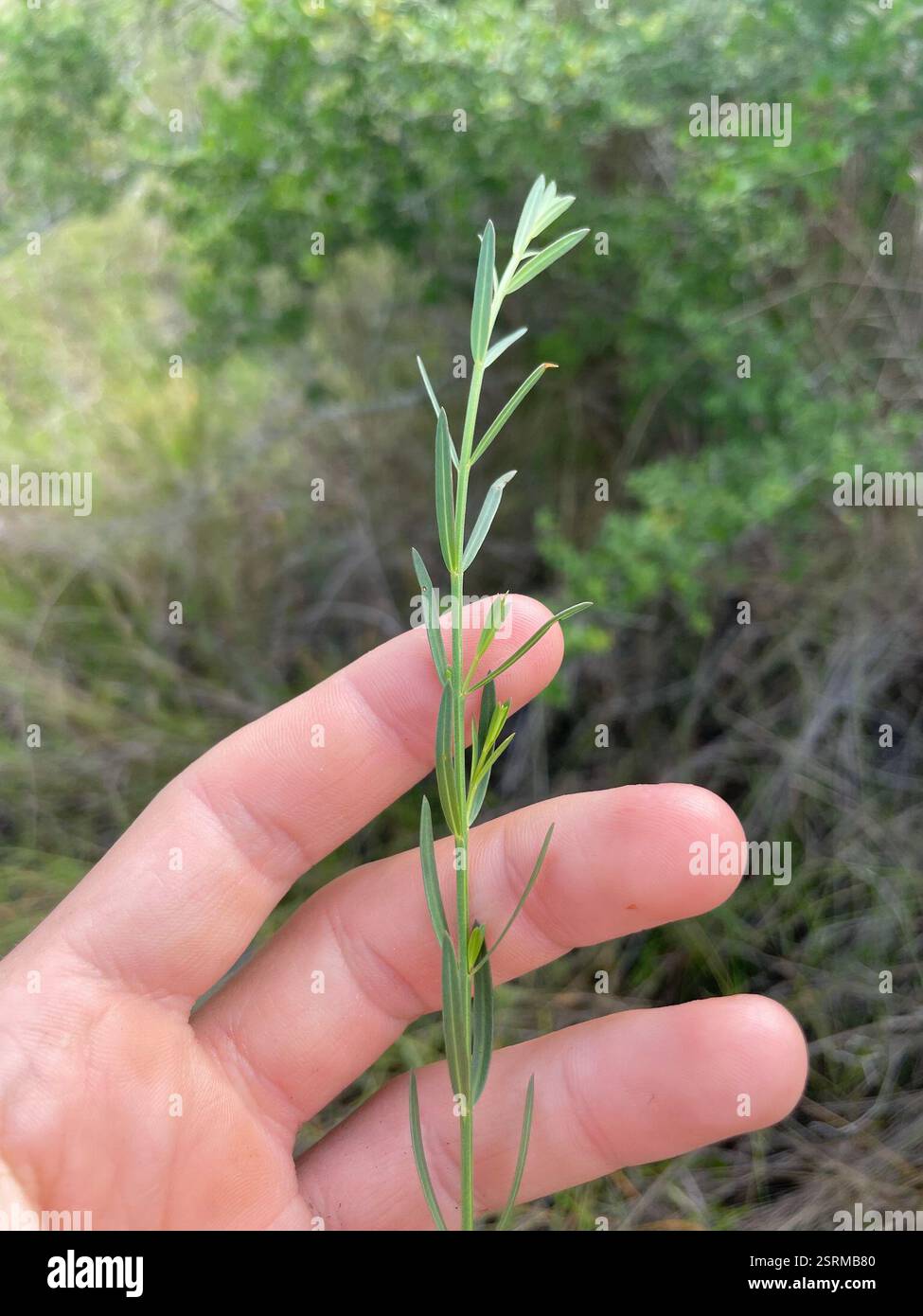 Lythrum lineare hi-res stock photography and images - Alamy