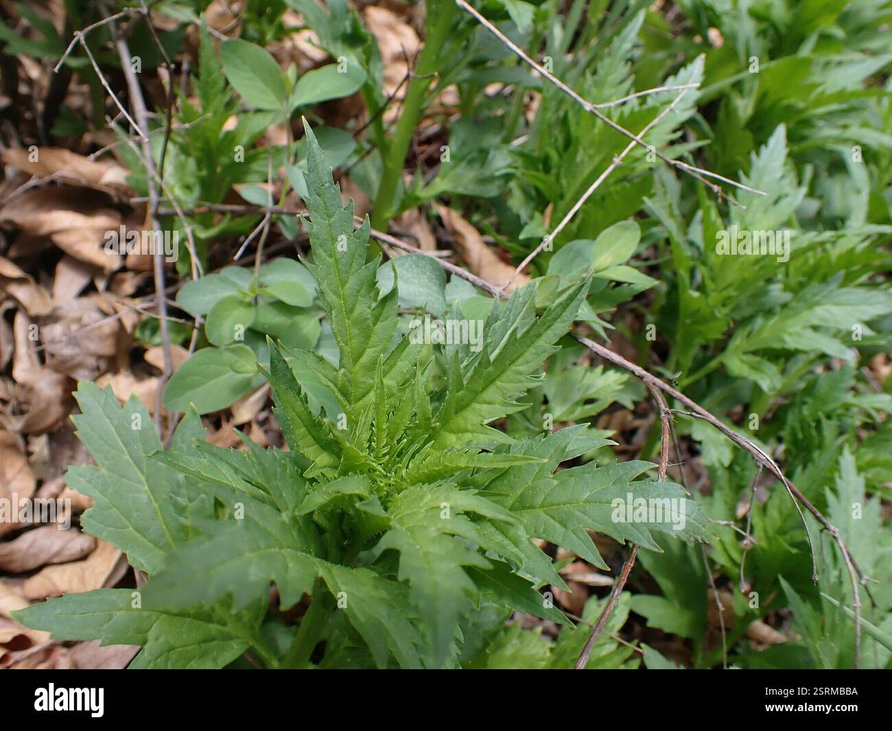durango root (Datisca glomerata), Plantae, San Diego County, CA, USA Stock Photo - Alamy