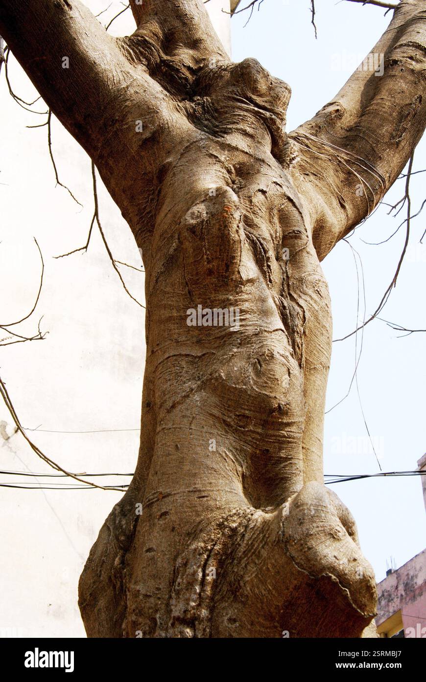 Tree trunk, Varanasi, Uttar Pradesh, India, Asia Stock Photo - Alamy