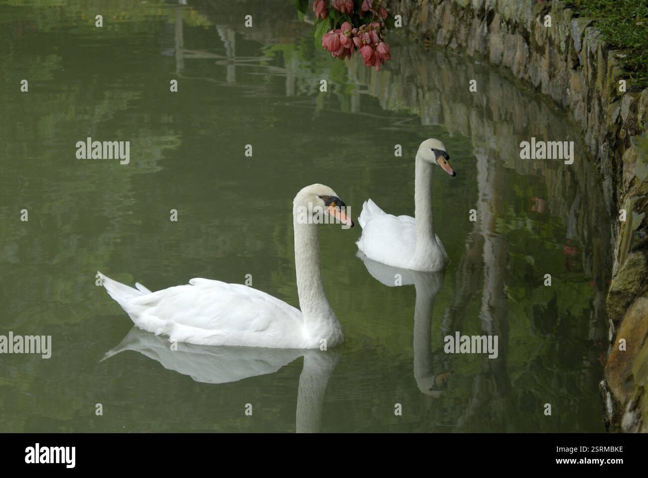 Birds, swans at Botanic Gardens, Singapore, Asia Stock Photo - Alamy