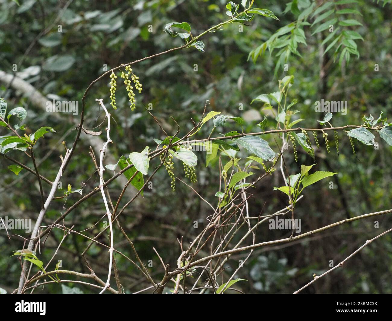 (Stachyurus himalaicus), Plantae, 台灣桃園市 Stock Photo - Alamy
