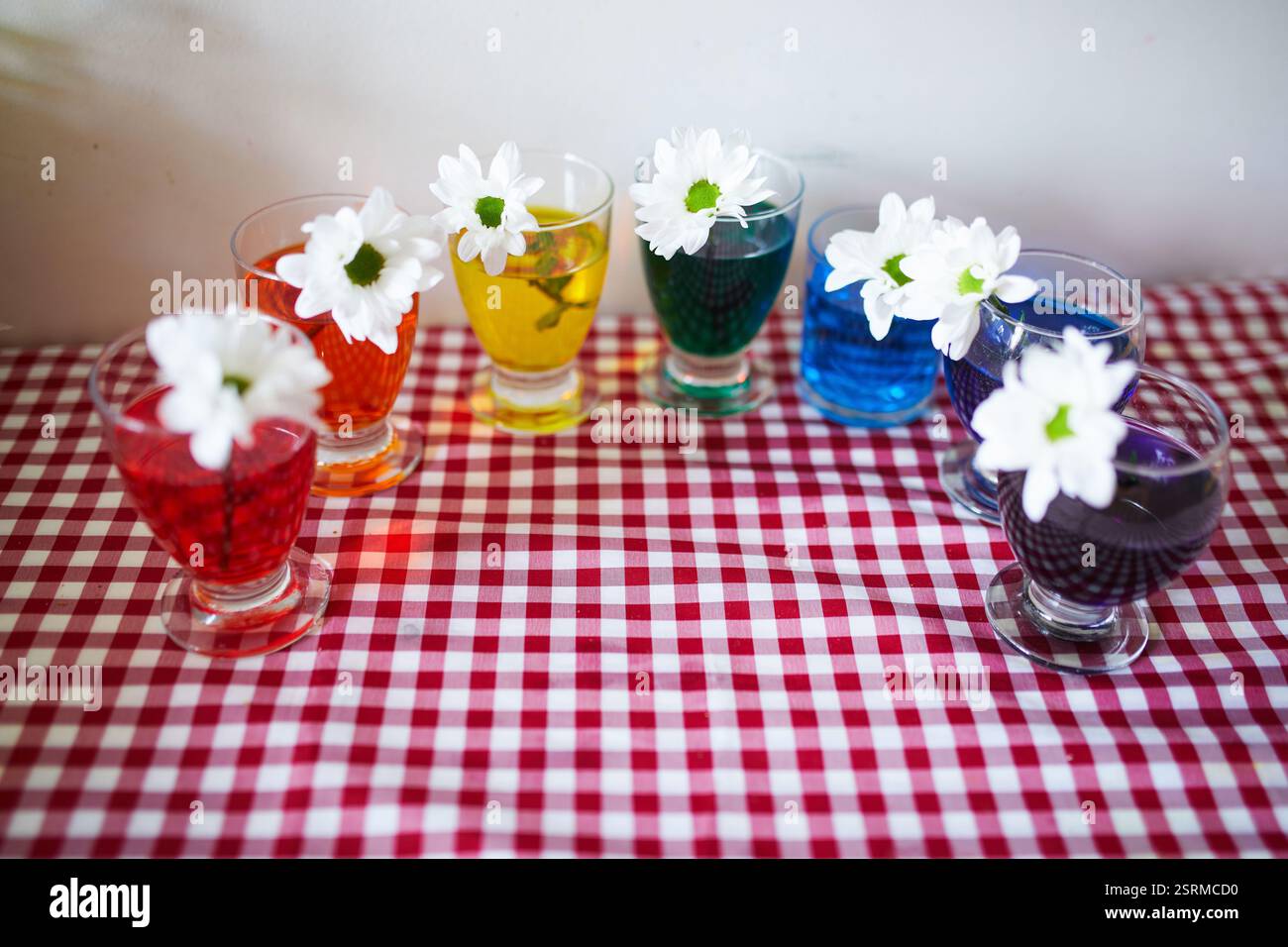 White flowers in glasses with colored water. Experiment illustrating ...