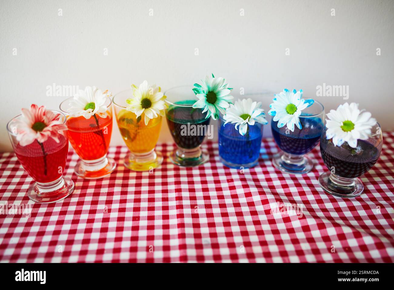 Seven white flowers put in glasses with different colorants to ...