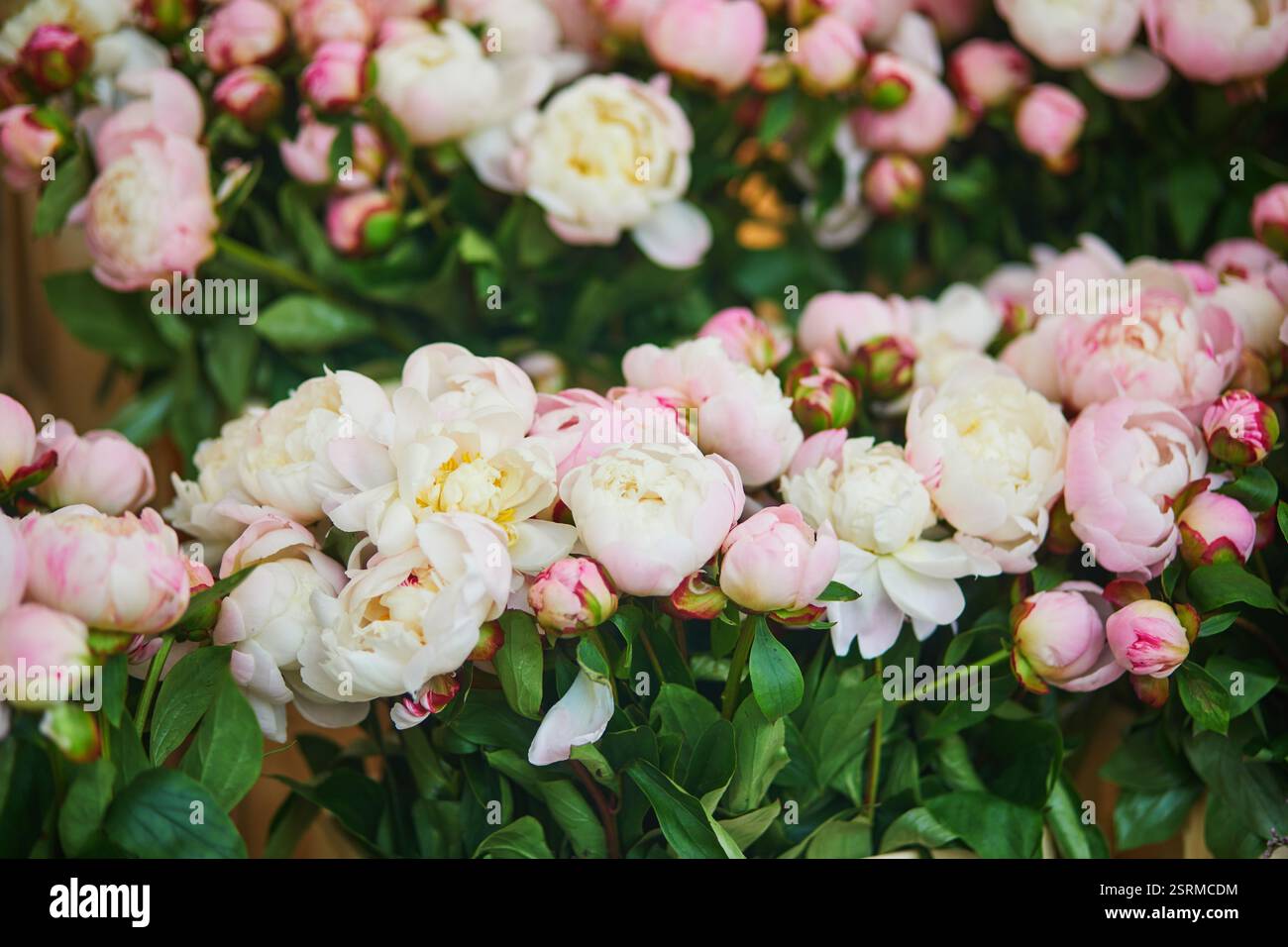 Bunches fresh peony on flower hi-res stock photography and images - Alamy