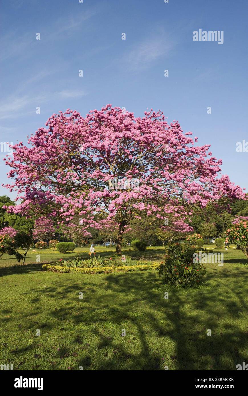 Tabebuia Avallanaedae tree in bloom in Cubbon Park, Bangalore ...
