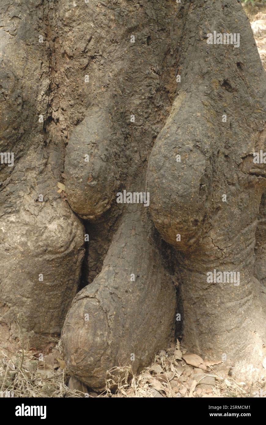 Trunk of tree at Sanjay Gandhi National park, Borivali, Bombay Mumbai ...
