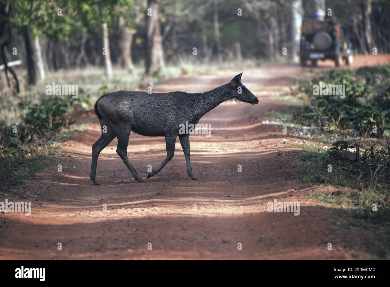 Nilgai doe, tadoba national park, sanctuary, maharashtra, india, asia ...