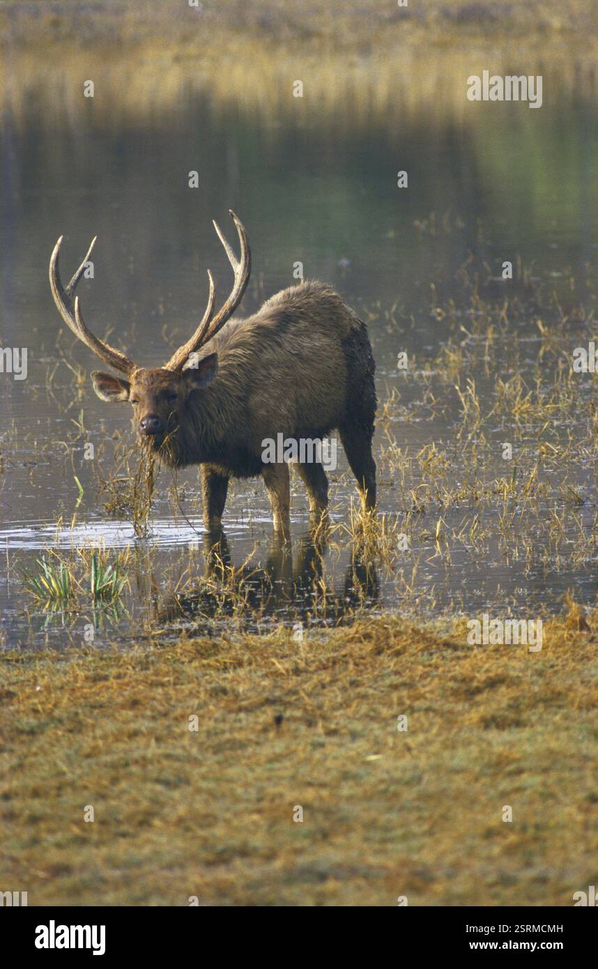 Sambar cervus unicolour stag in water Stock Photo - Alamy