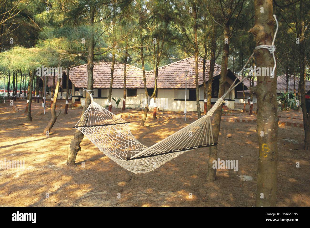 Cotton sleeping swing tied to cypress tree with bungalows of MTDC ...