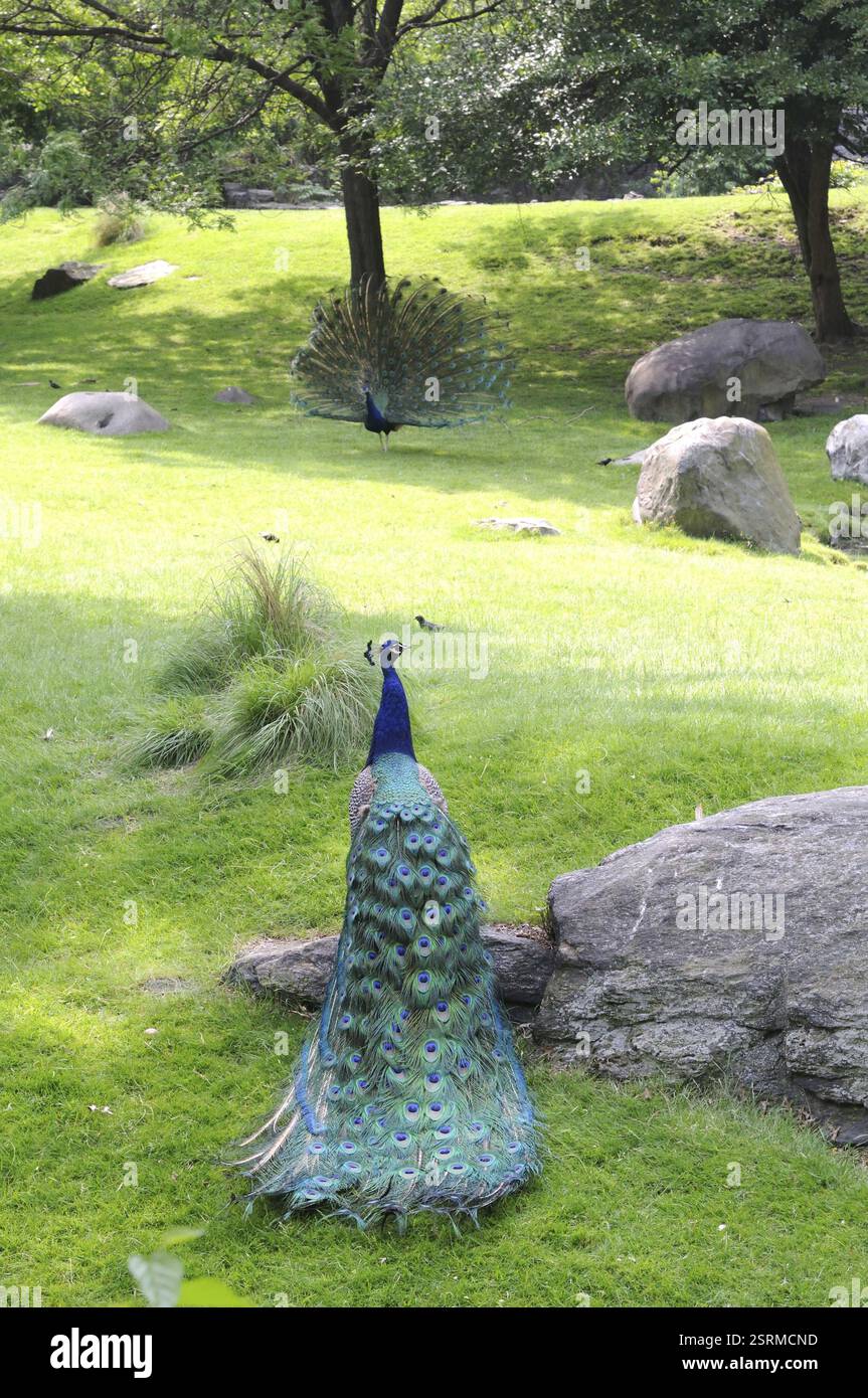 Birds, Indian peacock pavo cristatus in Bronx zoo, New York, USA United ...