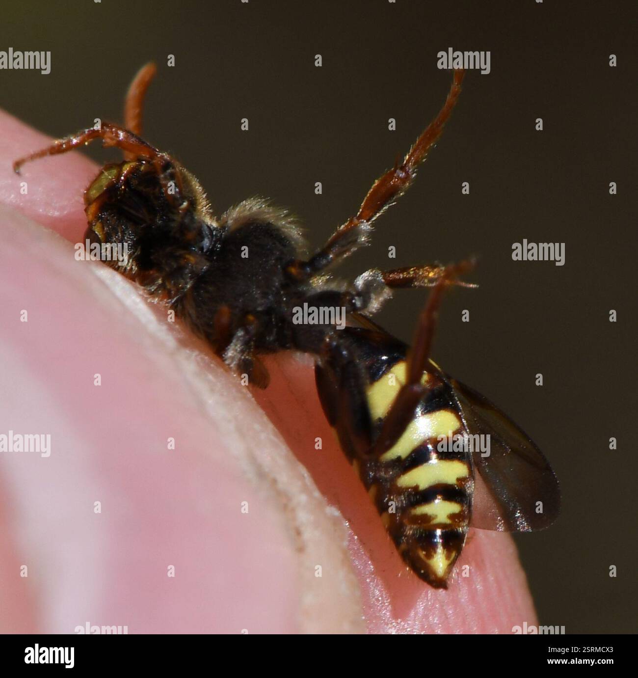 N panzeri hi-res stock photography and images - Alamy