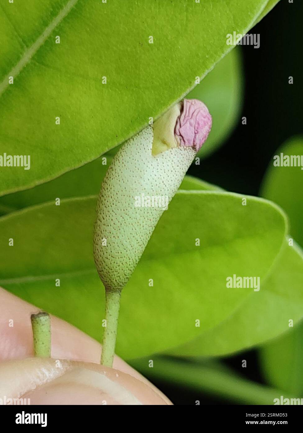 Pink Trumpet-tree (Tabebuia heterophylla), Plantae, British Indian ...