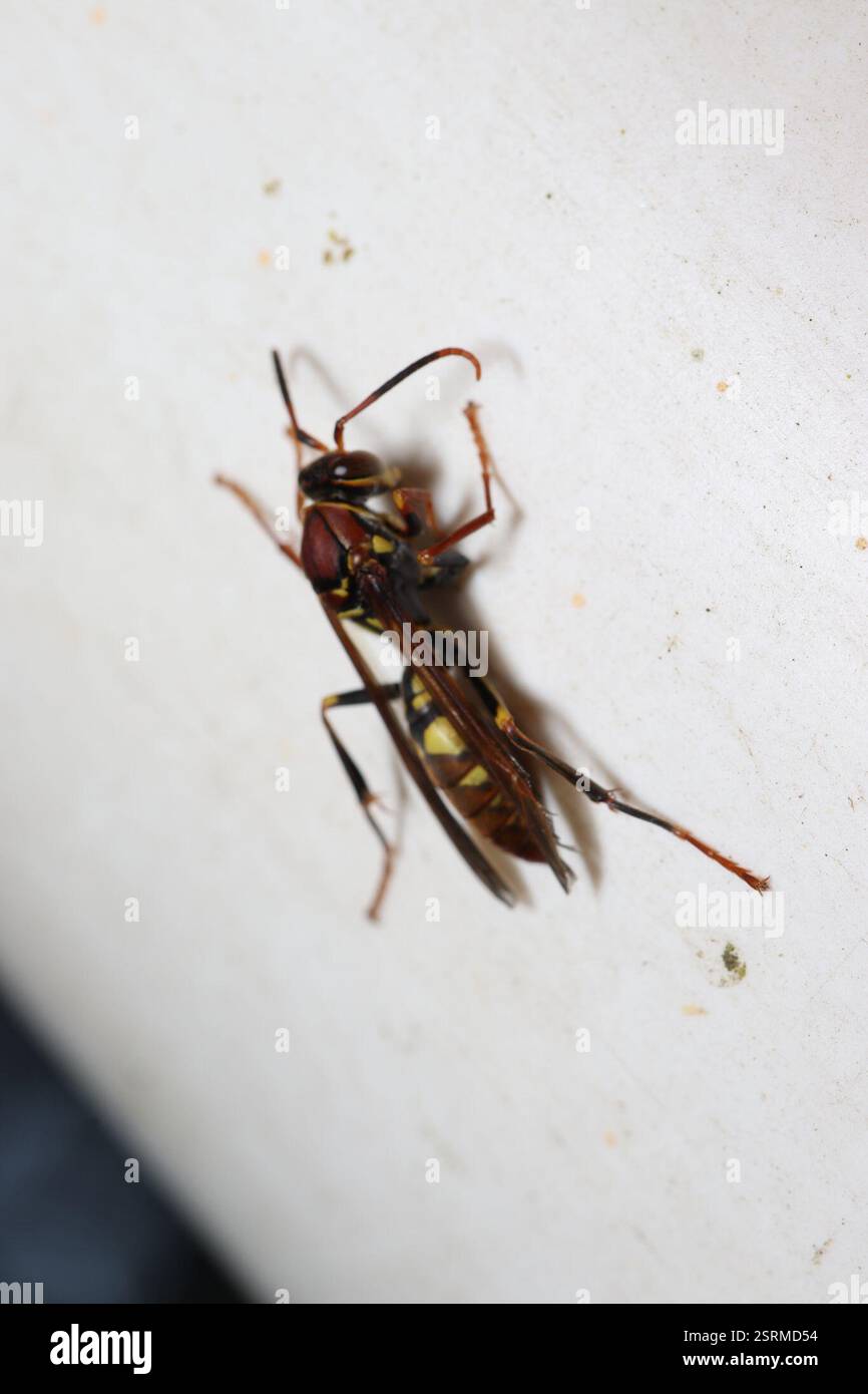 Variegated Paper Wasp (Polistes versicolor), Insecta, Araçariguama, SP ...