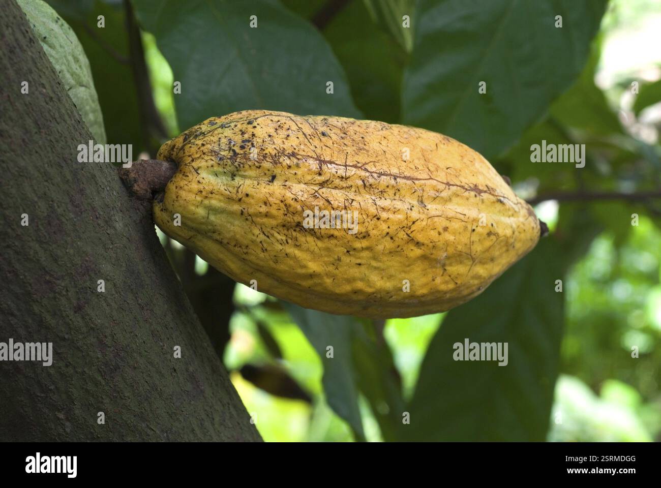 Fruits, cocoa oval-shaped pods theobroma cacao sterculiaceae, Kerala ...