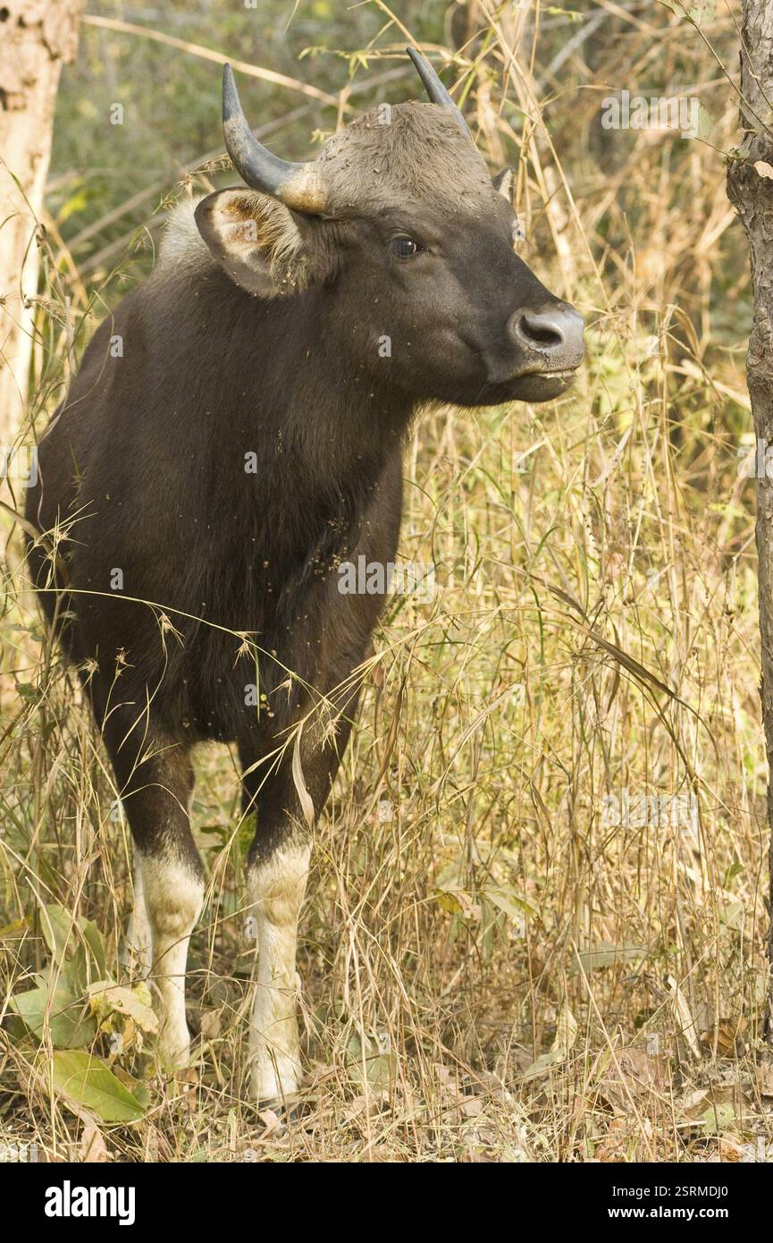 Gaur or Indian Bison bos gaurus calf, Ranthambore tiger reserve ...