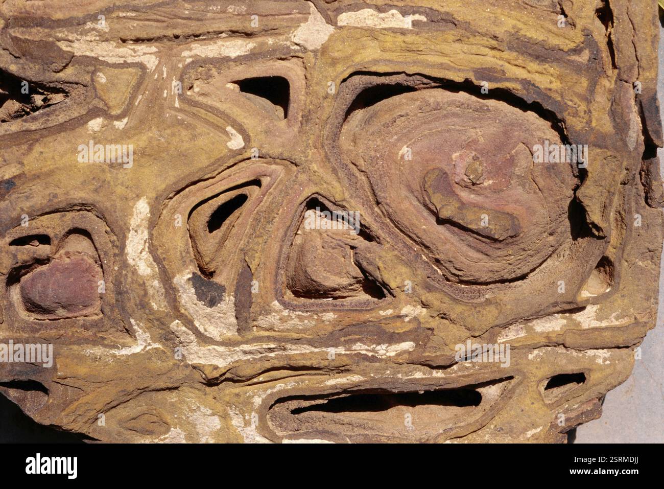 Fossilized stone form, vithon, Kutch Kachchh, Gujarat, India, Asia ...