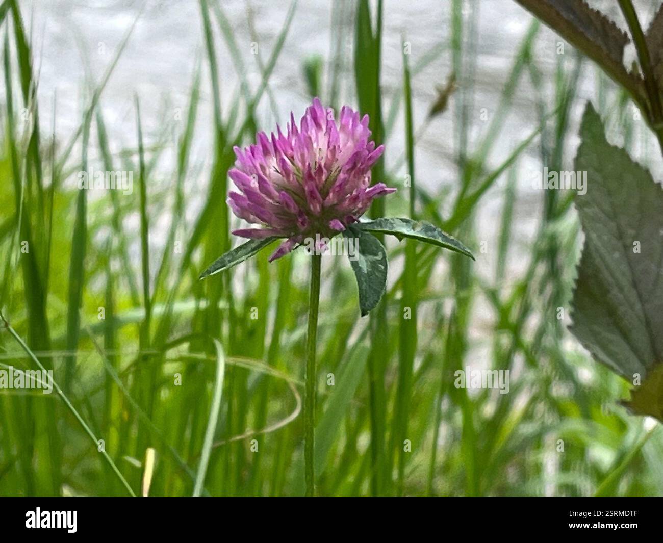 (Trifolium), Plantae, Southern Black Forest Nature Park, Kandern, Baden ...