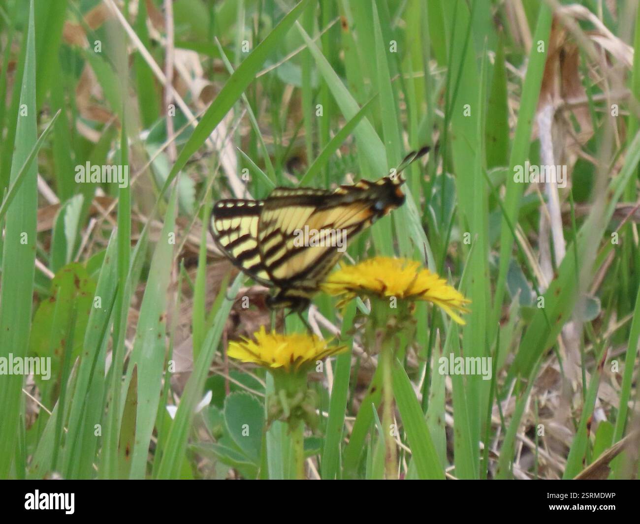 Canadian Tiger Swallowtail (Papilio canadensis), Insecta, East Kootenay ...