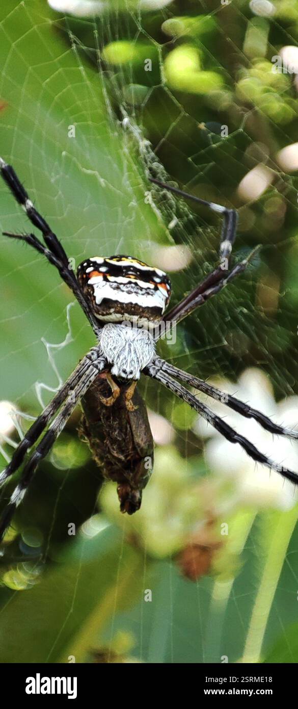 Signature Spider (Argiope anasuja), Arachnida, British Indian Ocean ...