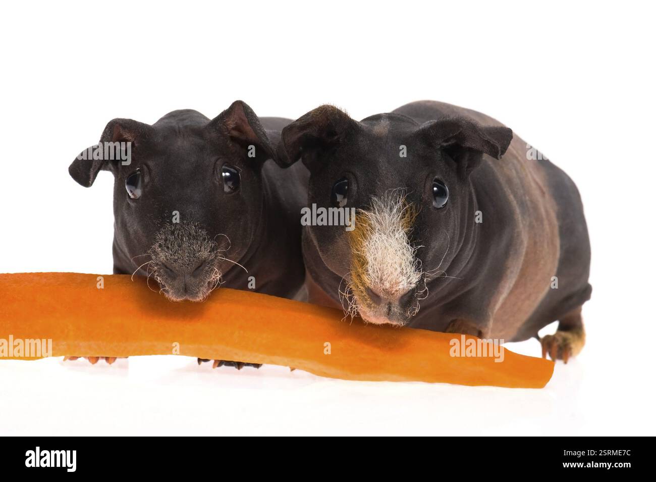 Skinny guinea pigs with carrot on white background Stock Photo - Alamy