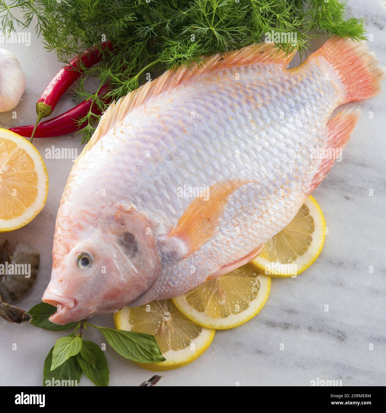 Oreochromis cancellatus filoa hi-res stock photography and images - Alamy