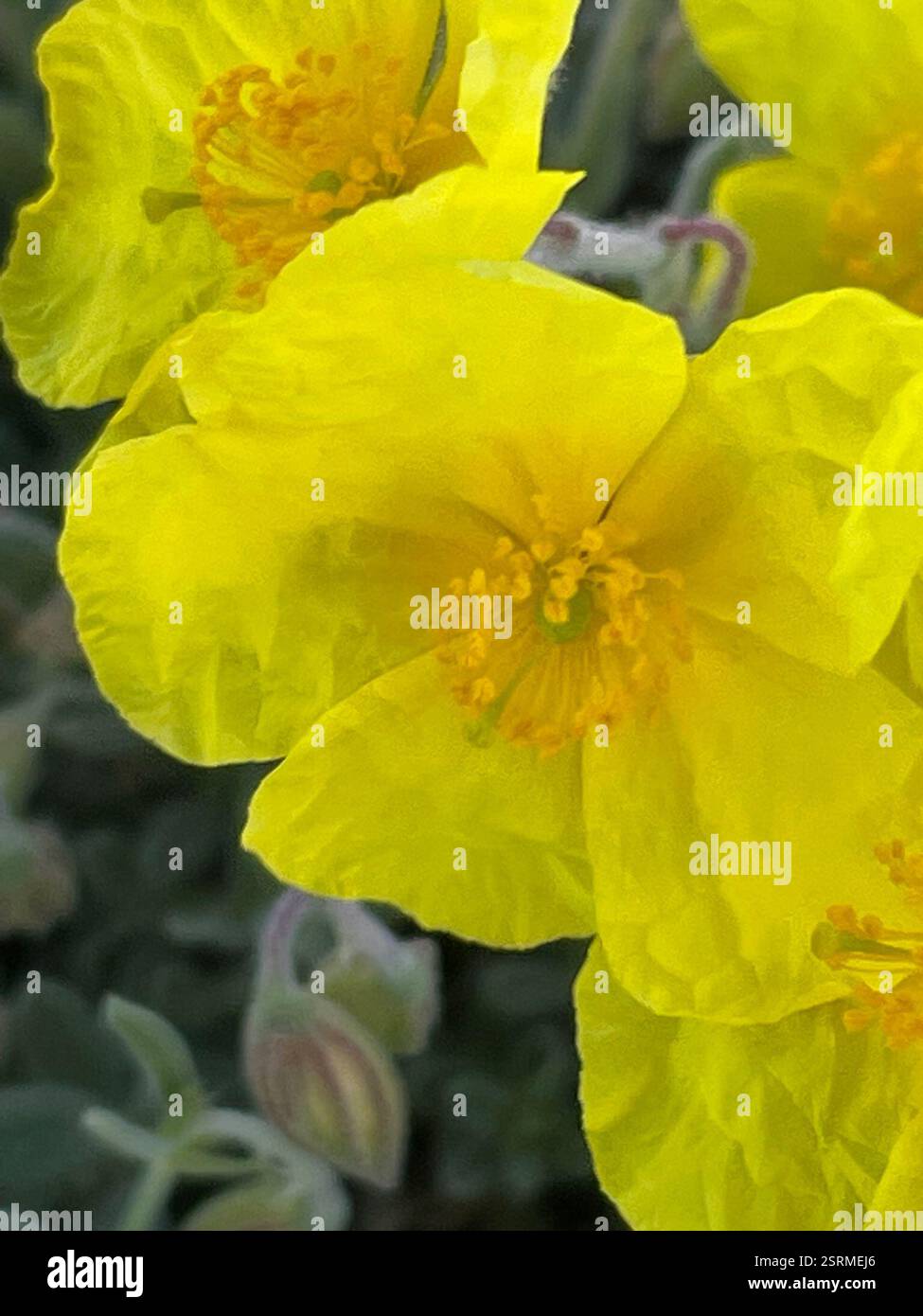 (Helianthemum croceum), Plantae, Zerkten, Marrakesh-Safi, MA Stock Photo - Alamy
