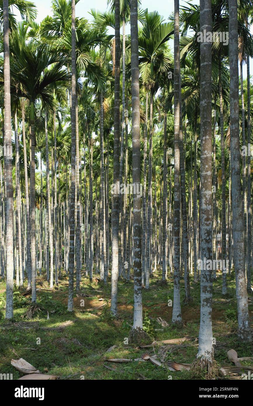 Aracanut Plantations Malappuram Kerala India Asia Stock Photo - Alamy