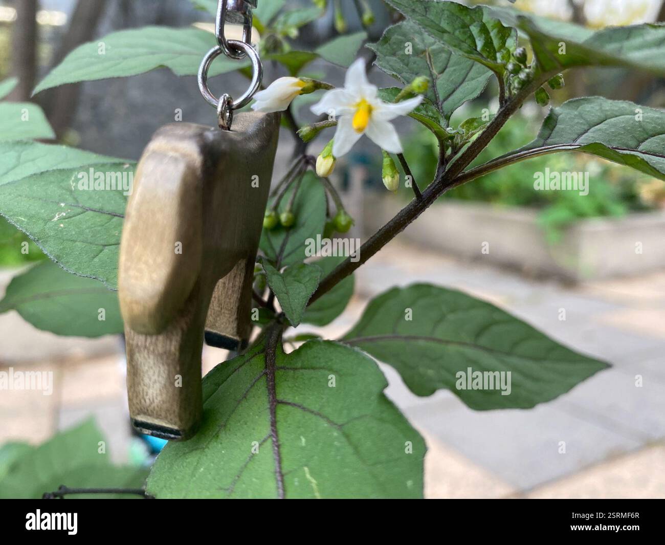 black nightshade (Solanum nigrum), Plantae, Otago Polytechnic, Dunedin ...