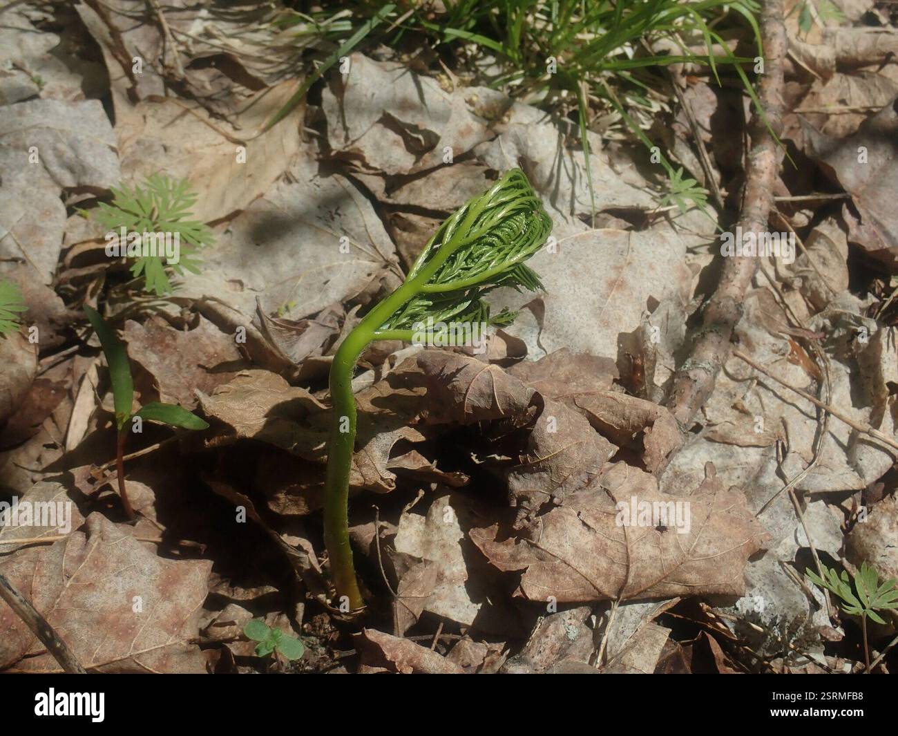 rattlesnake fern (Botrypus virginianus), Plantae, Dorset, VT, USA Stock ...