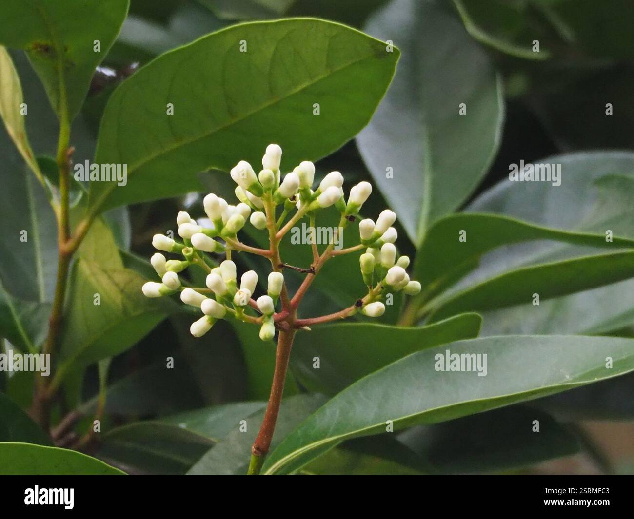 Sweet viburnum (Viburnum odoratissimum), Plantae, 台灣屏東縣 Stock Photo - Alamy