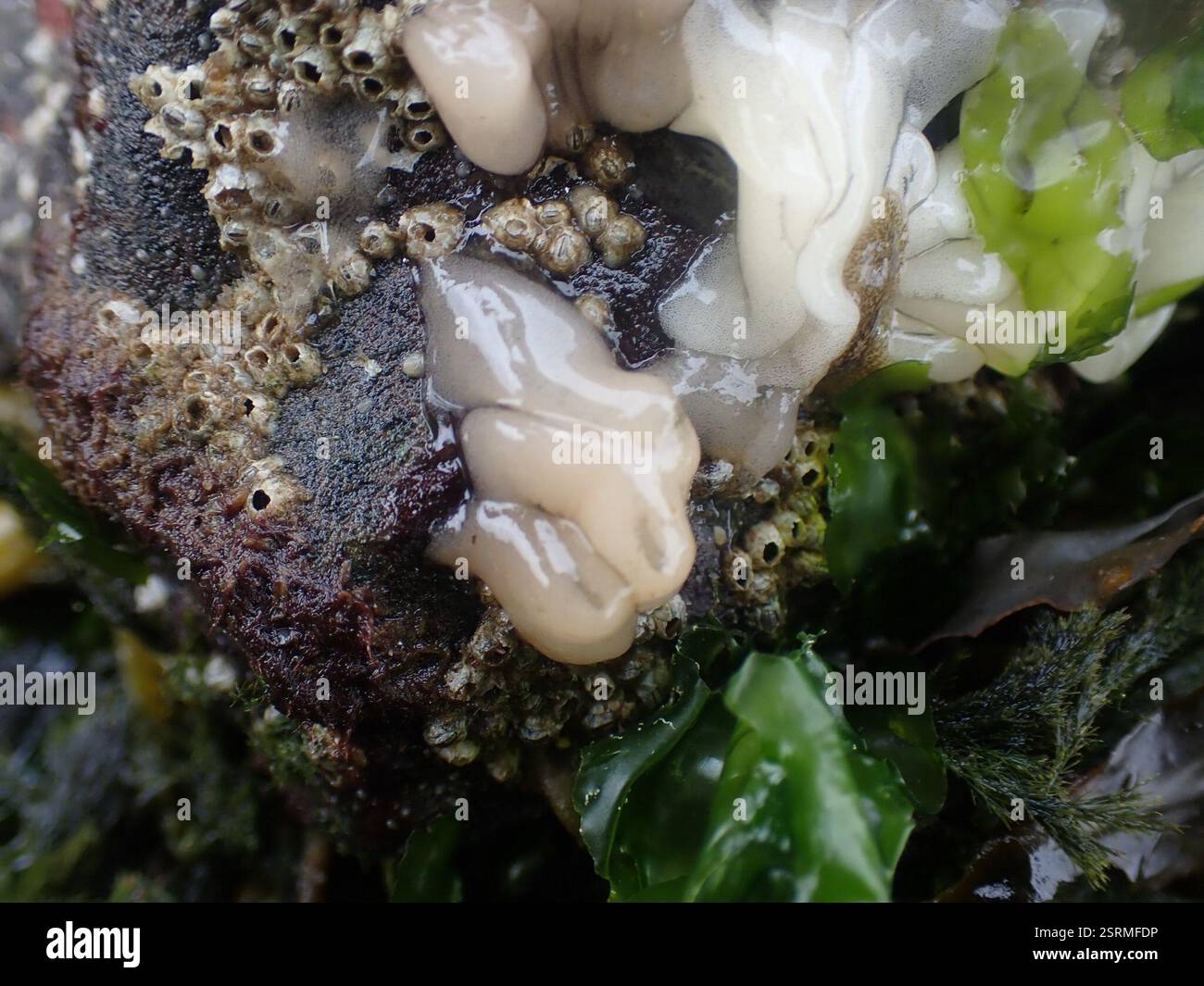 barnacle-eating dorid (Onchidoris bilamellata), Mollusca, Nanaimo, BC ...