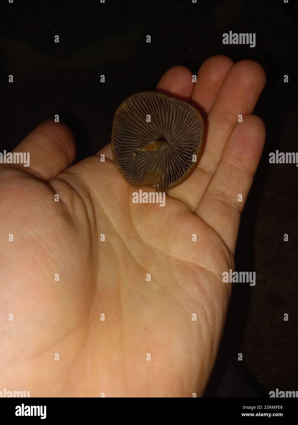 Brittlestems and Allies (Psathyrellaceae), Fungi, North Taieri, New ...