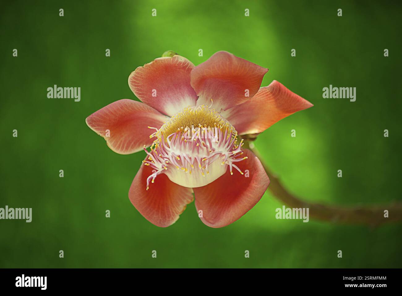 Indian flowering trees hi-res stock photography and images - Alamy