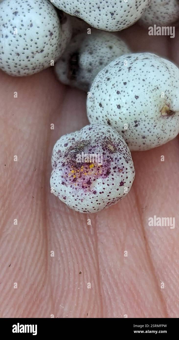 Myrtle Rust (Austropuccinia psidii), Fungi, Thornlands QLD 4164 ...