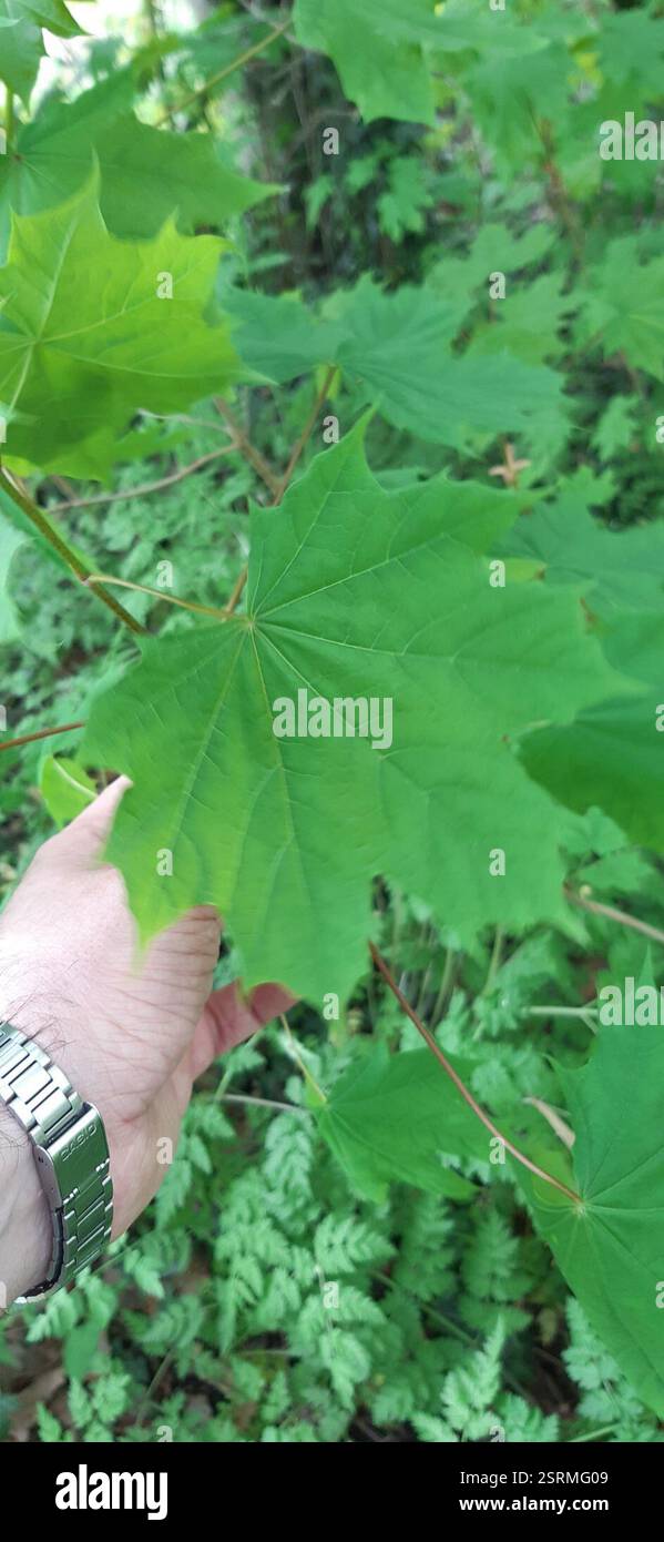 Norway maple (Acer platanoides), Plantae, CG24+94, Coventry CV1 2JR, UK ...
