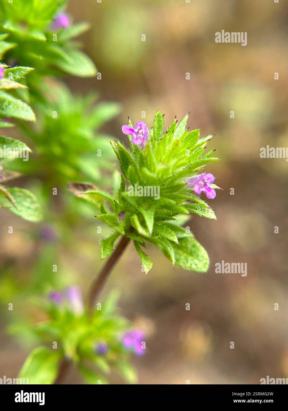 thyme-leaved pogogyne (Pogogyne serpylloides), Plantae, Montaña de Oro ...