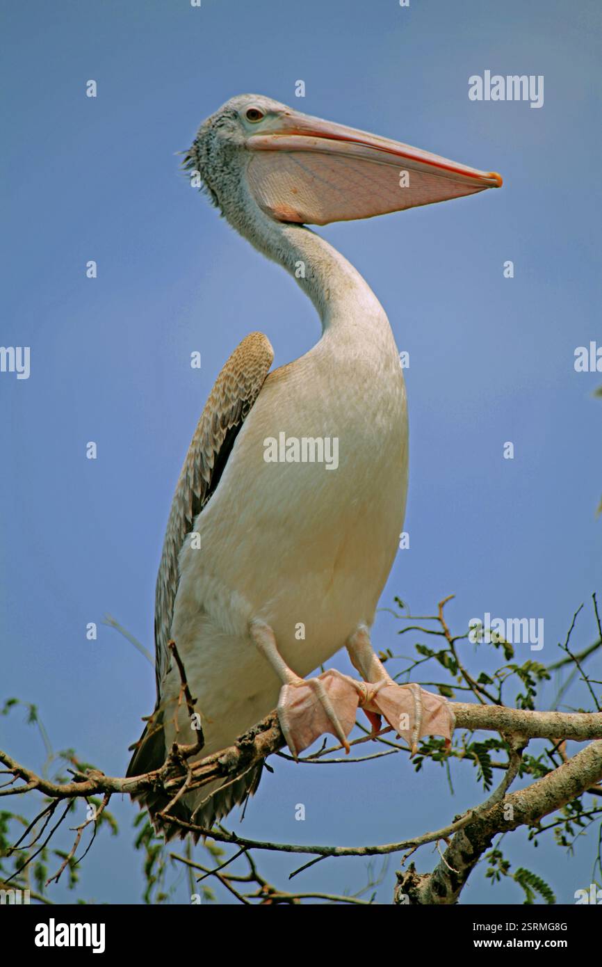 Pelicans bird, telineelapuram, tekkali, andhra pradesh, India, Asia ...