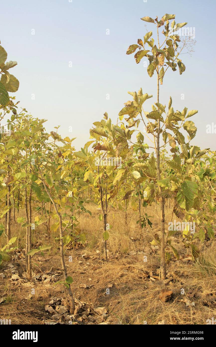 Teak tree at Agri, Pune, Maharashtra, India, Asia Stock Photo - Alamy