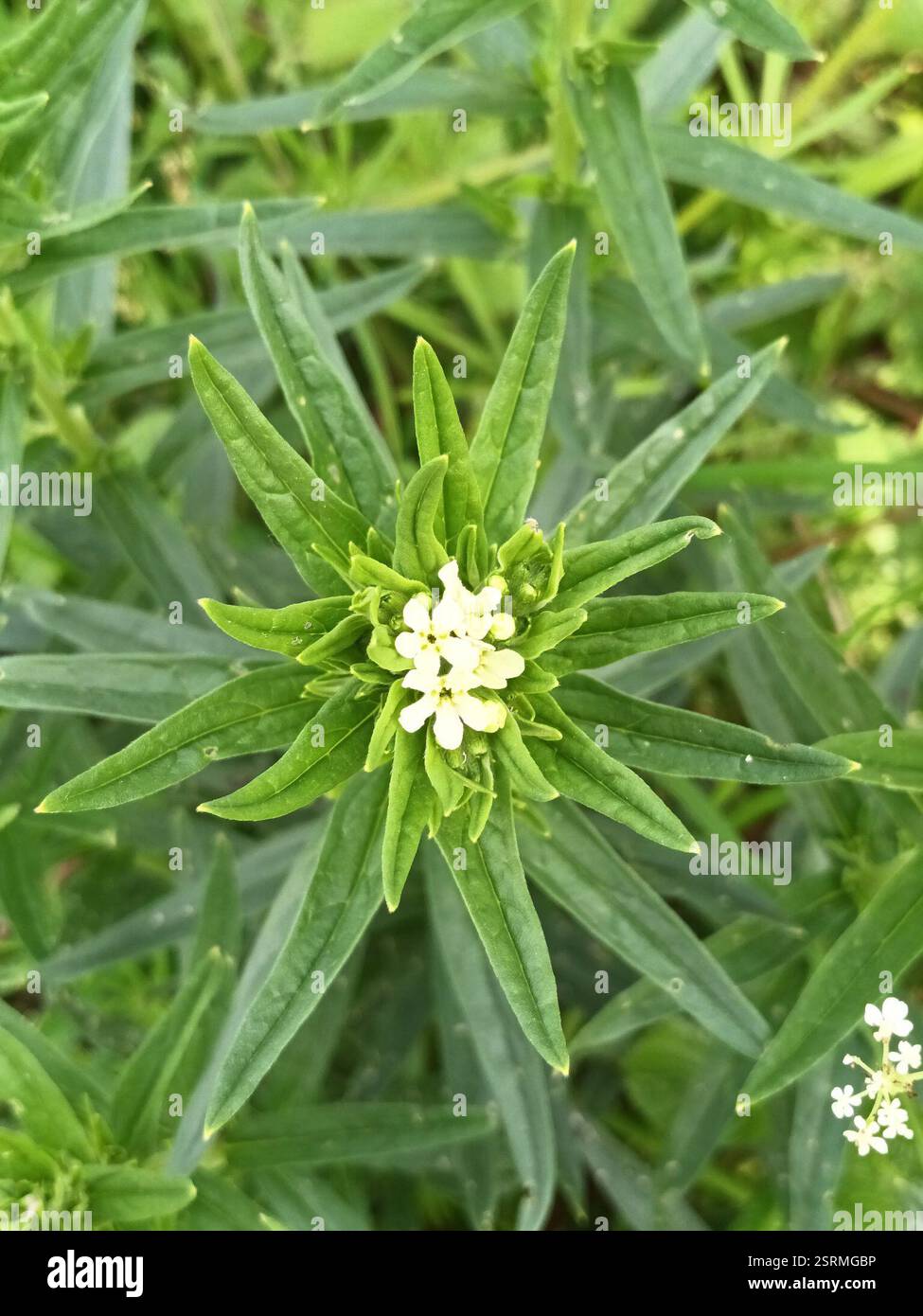 Common Gromwell (Lithospermum officinale), Plantae, Fulbourn, Cambridge ...