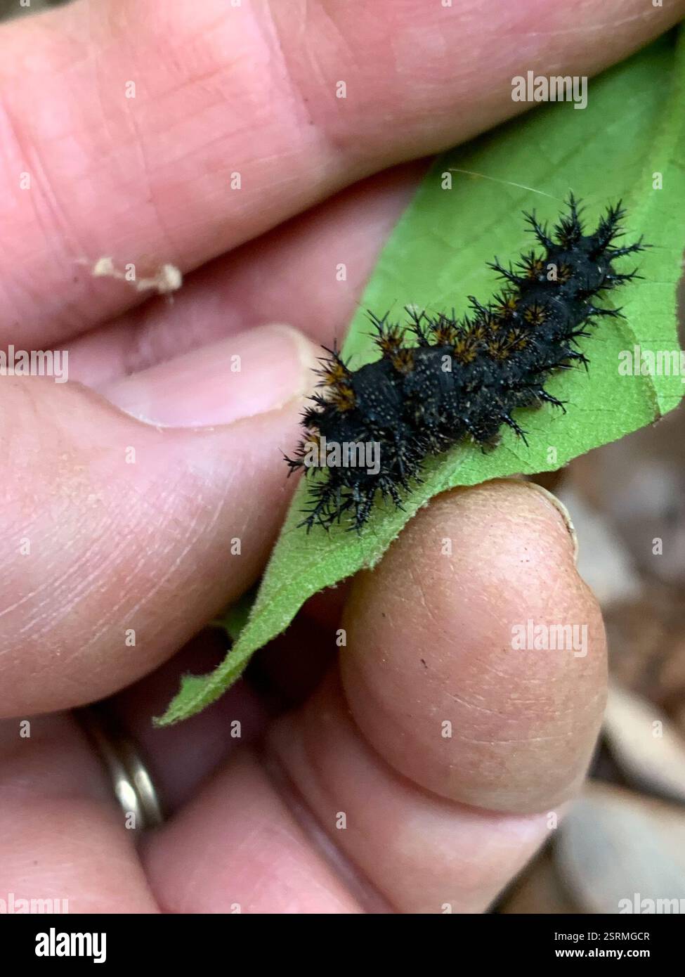 Eastern Buck Moth (Hemileuca sandra), Insecta, Canton, GA, US Stock ...