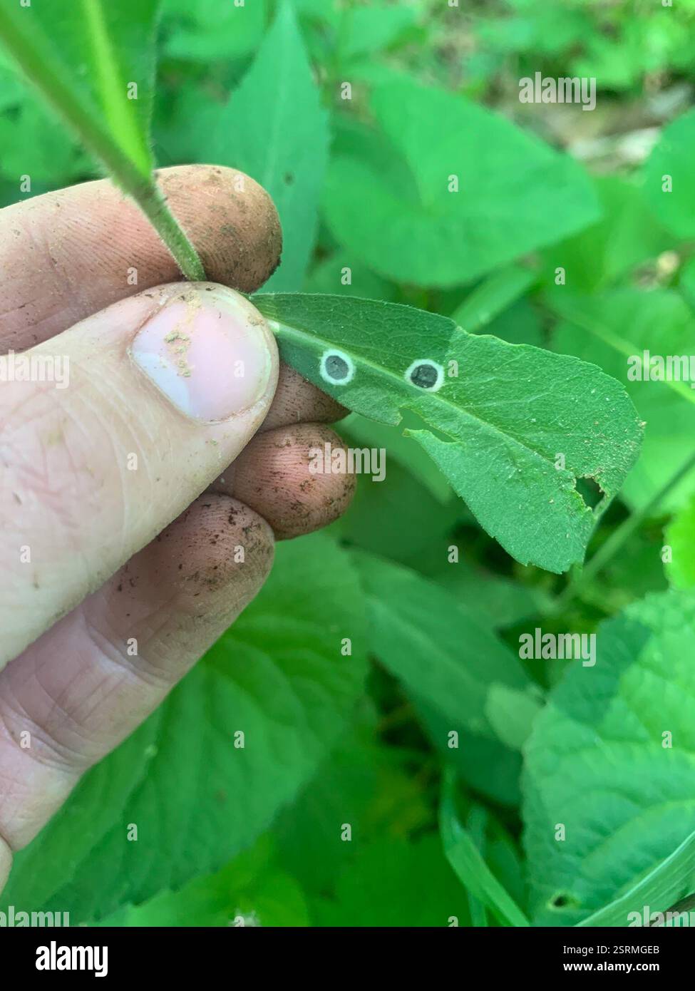 Asteromyia Gall Midge Fungus (Botryosphaeria dothidea), Fungi, The ...