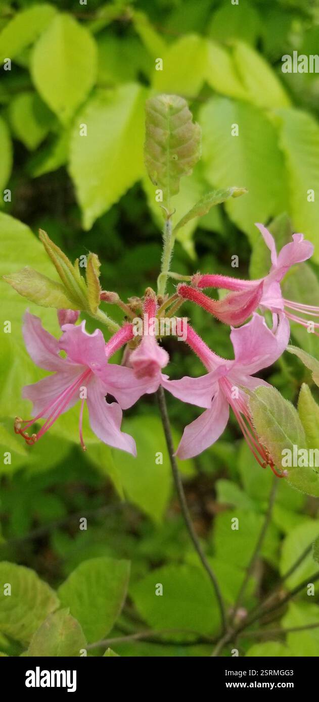 early azalea (Rhododendron prinophyllum), Plantae, Buckland, MA, USA ...