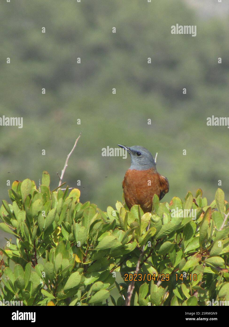 Cape Rock-Thrush (Monticola rupestris), Aves, City of Cape Town, ZA-WC, ZA Stock Photo - Alamy