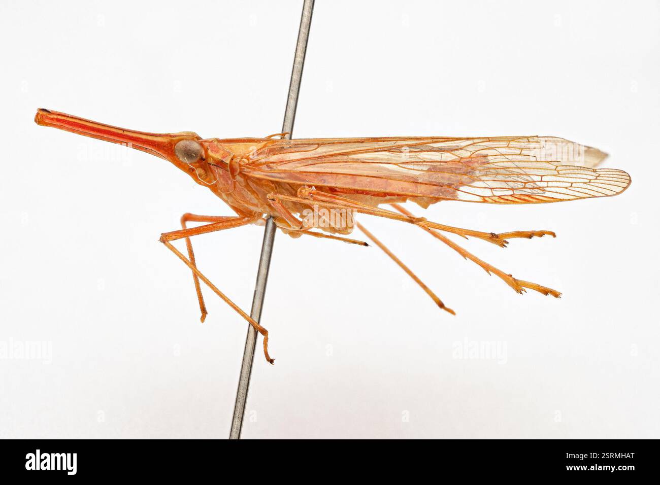 (Lappida ferocula), Insecta, Barro Colorado Island, Panama, Photographs ...