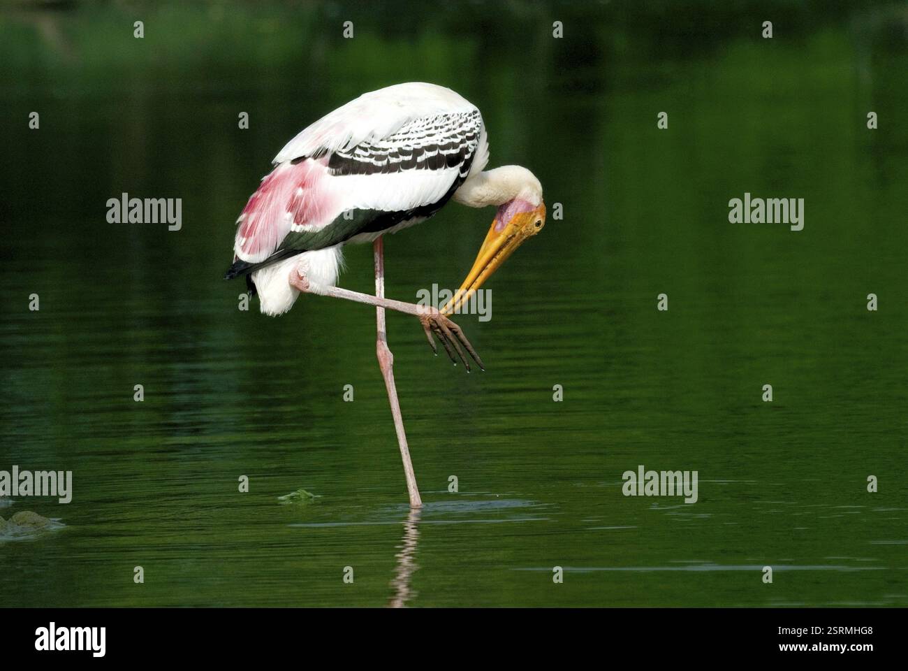 Painted stork caring leg Ranganathitto Mysore India Asia Stock Photo ...
