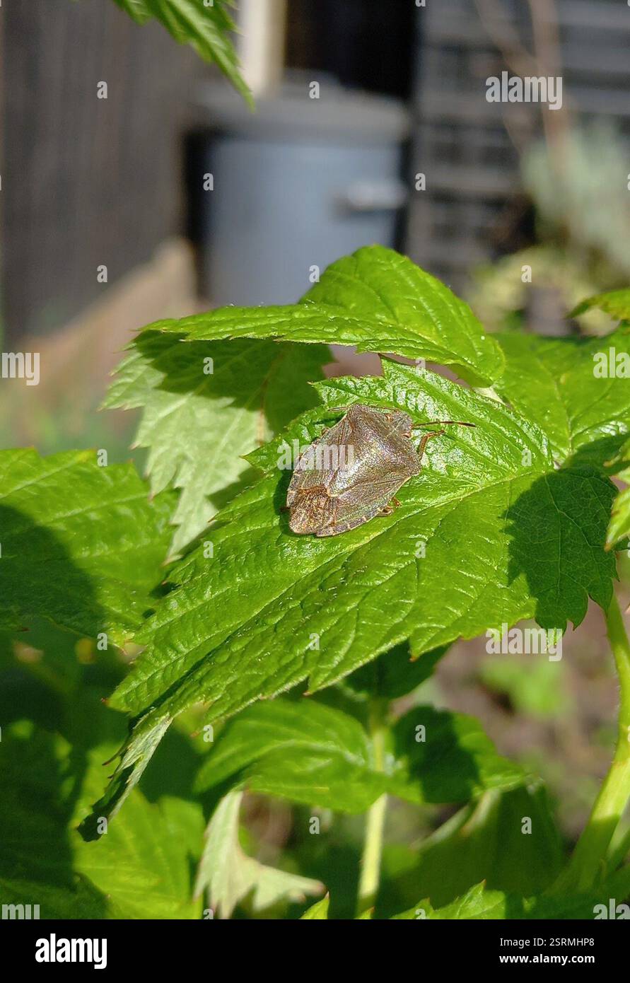Green Shield Bug (Palomena prasina), Insecta, Bournville, Birmingham ...