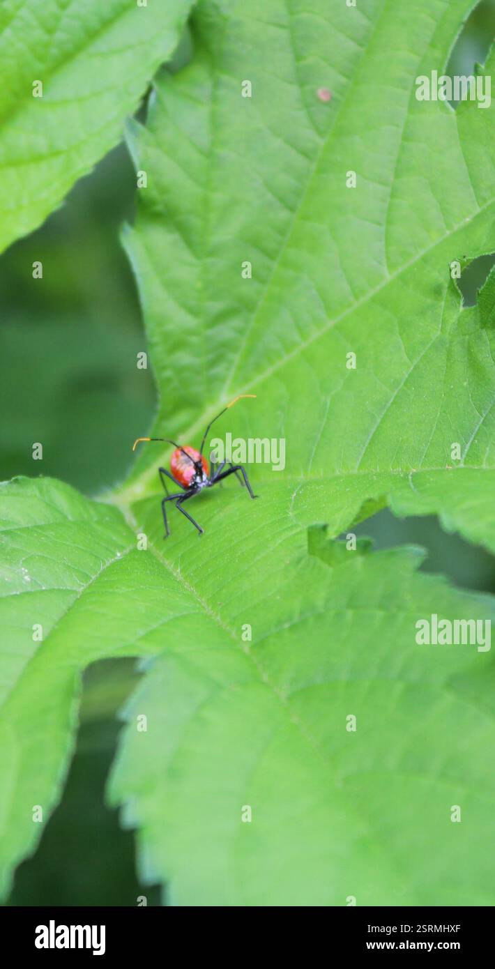North American Wheel Bug (Arilus cristatus), Insecta, 5896 State Hwy ...
