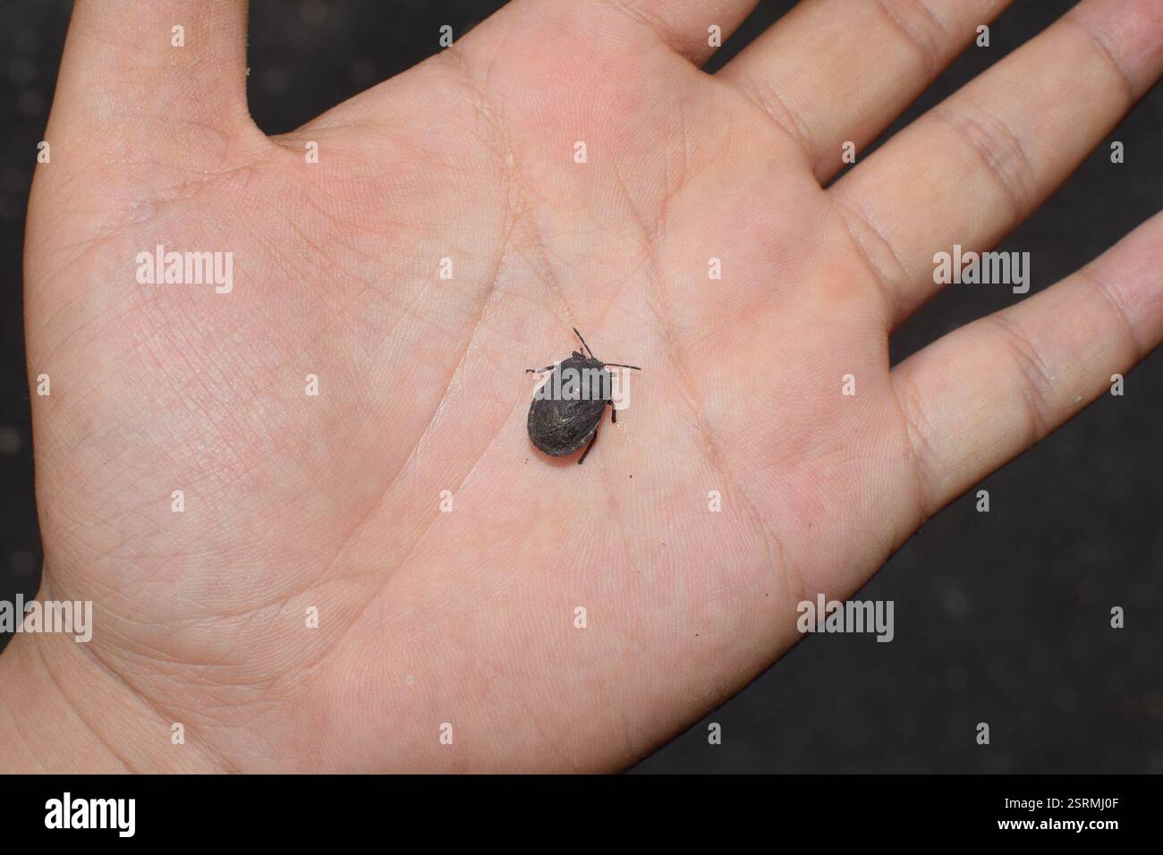 Cyclopelta hi-res stock photography and images - Alamy