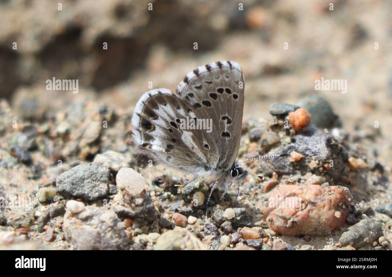 Arrowhead Blue (Glaucopsyche piasus), Insecta, Okanagan-Similkameen, BC ...